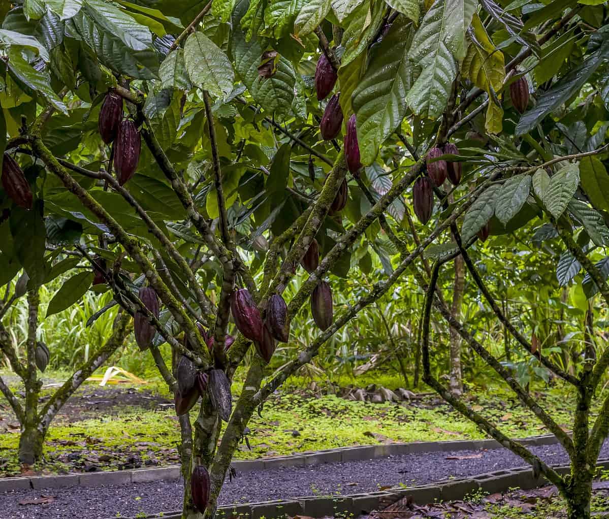 6 Best Chocolate Tours In Costa Rica 2025